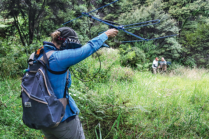 Radio tracking of kiwi boosts numbers - Local Matters