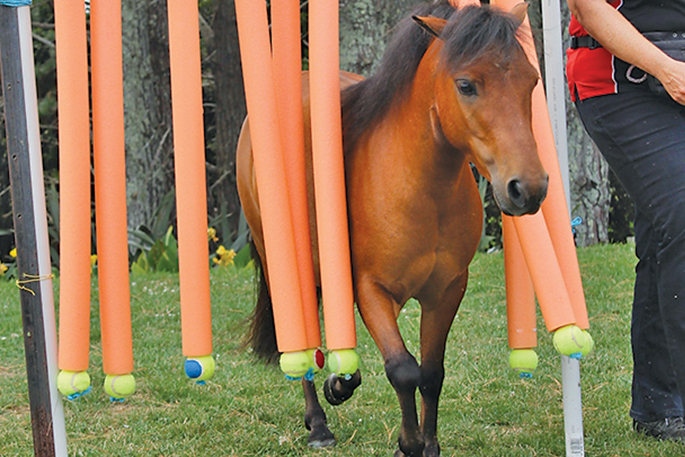 World-beating horse agility champ runs clinic at show - Local Matters