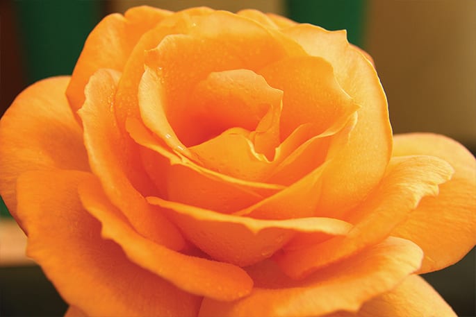 Roses return to Town hall - Local Matters