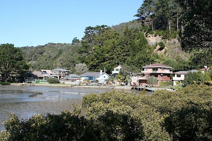 Tree vandal jailed - Local Matters