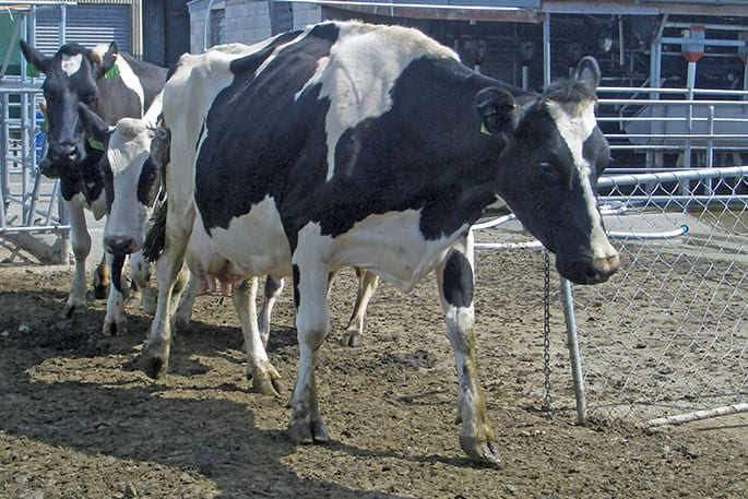 Cattle disease spread causes concern for farmers - Local Matters