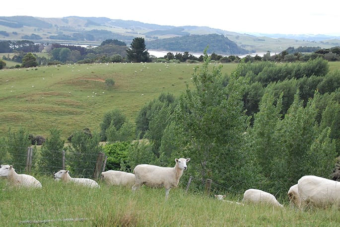 West: Oruawharo River Trail by bicycle - Local Matters