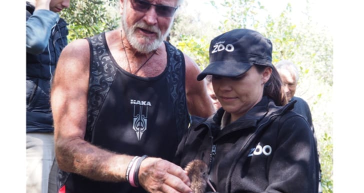 Baby kiwi restock Motuora Island sanctuary - Local Matters