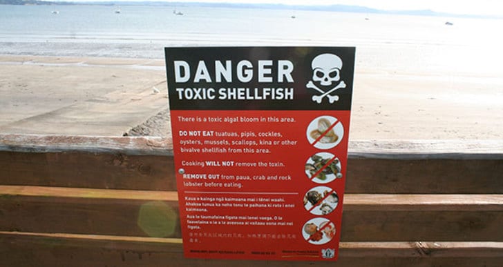 Shellfish warning still in place - Local Matters