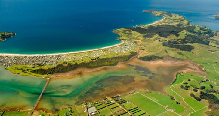 Mangrove law change proposed for Whangateau - Local Matters