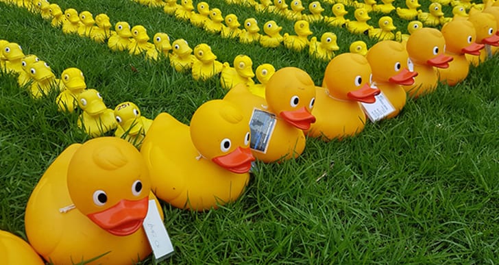 Ducks bob to record total for kindergarten - Local Matters