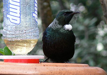 Environment - Giving birds a helping hand - Local Matters