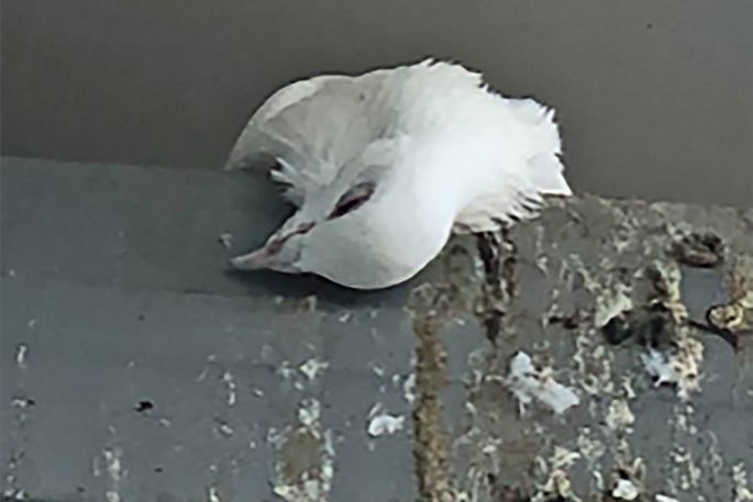 Pigeon cull causes feathers to fly - Local Matters