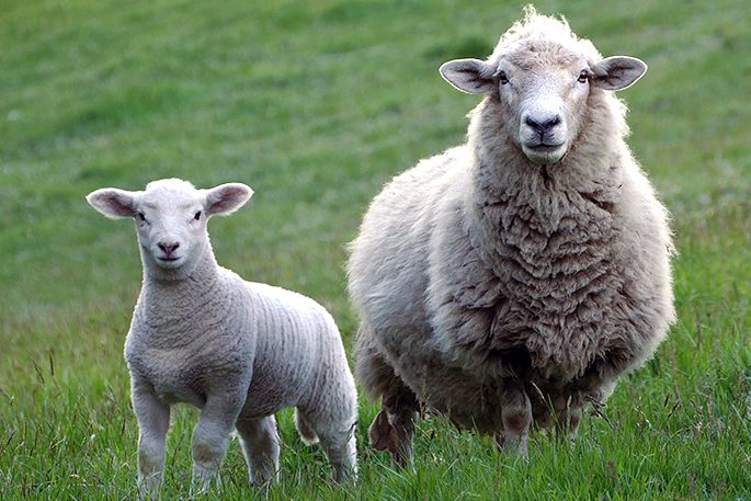 A worm to the wise for sheep and beef farmers - Local Matters