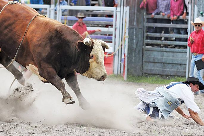 Rodeo celebrates 60 years at Warkworth Showgrounds - Local Matters
