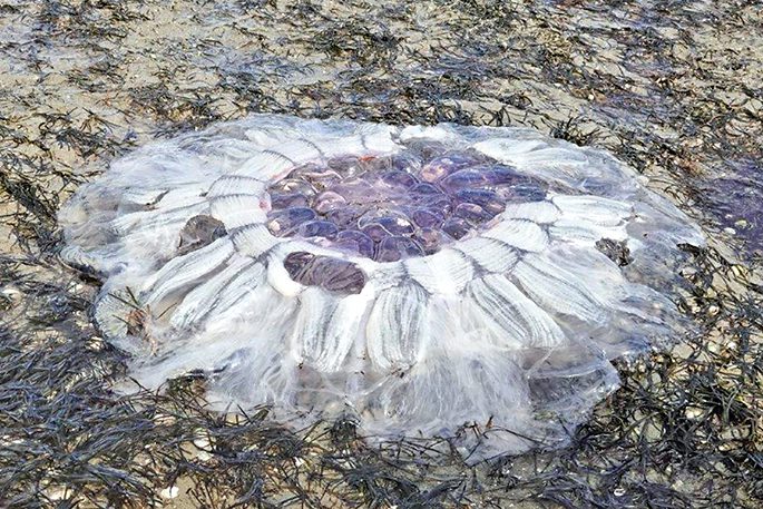 Giant jelly spotted at Snells - Local Matters