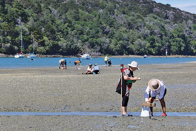 Shellfish monitoring shines light on catchment health - Local Matters
