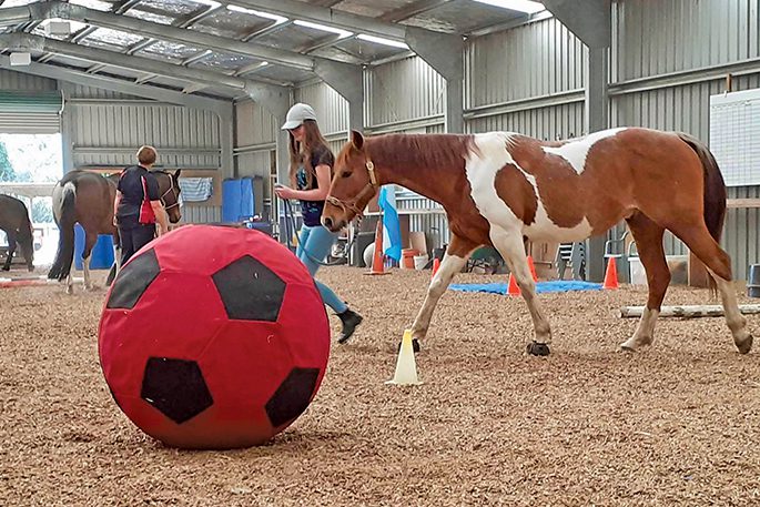World-beating horse agility champ runs clinic at show - Local Matters