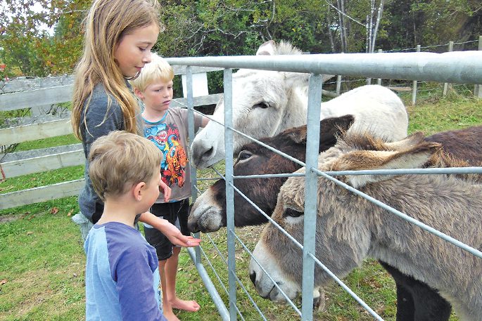 Donkeys looking for friends - Local Matters