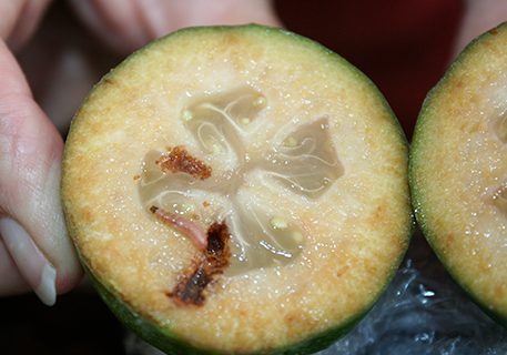 Gardening - Community battles guava mothDee Pignéguy - Local Matters