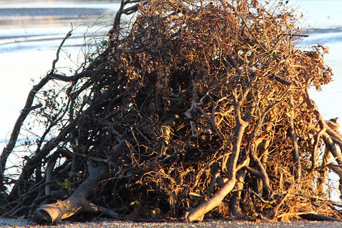 Mangrove massacre in Orewa Estuary - Local Matters