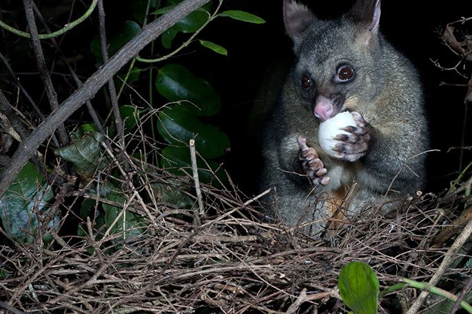 Possum catch triples - Local Matters