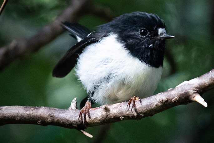 New bird residents welcomed - Local Matters