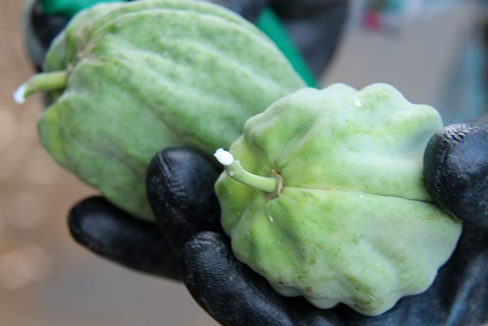 Beetle introduced to kill moth plant - Local Matters