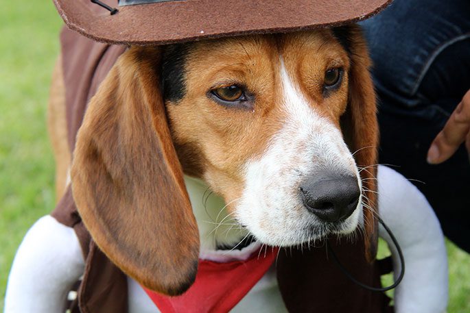 Day for the Coast dogs - Local Matters