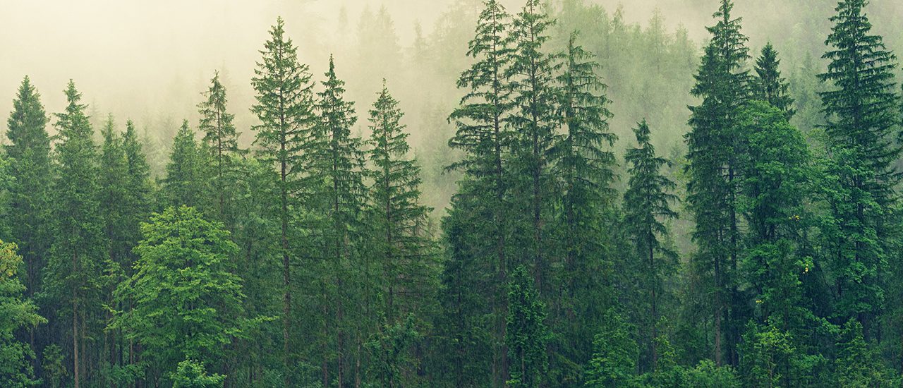 Foresters claim trees are farming’s biggest friend - Local Matters