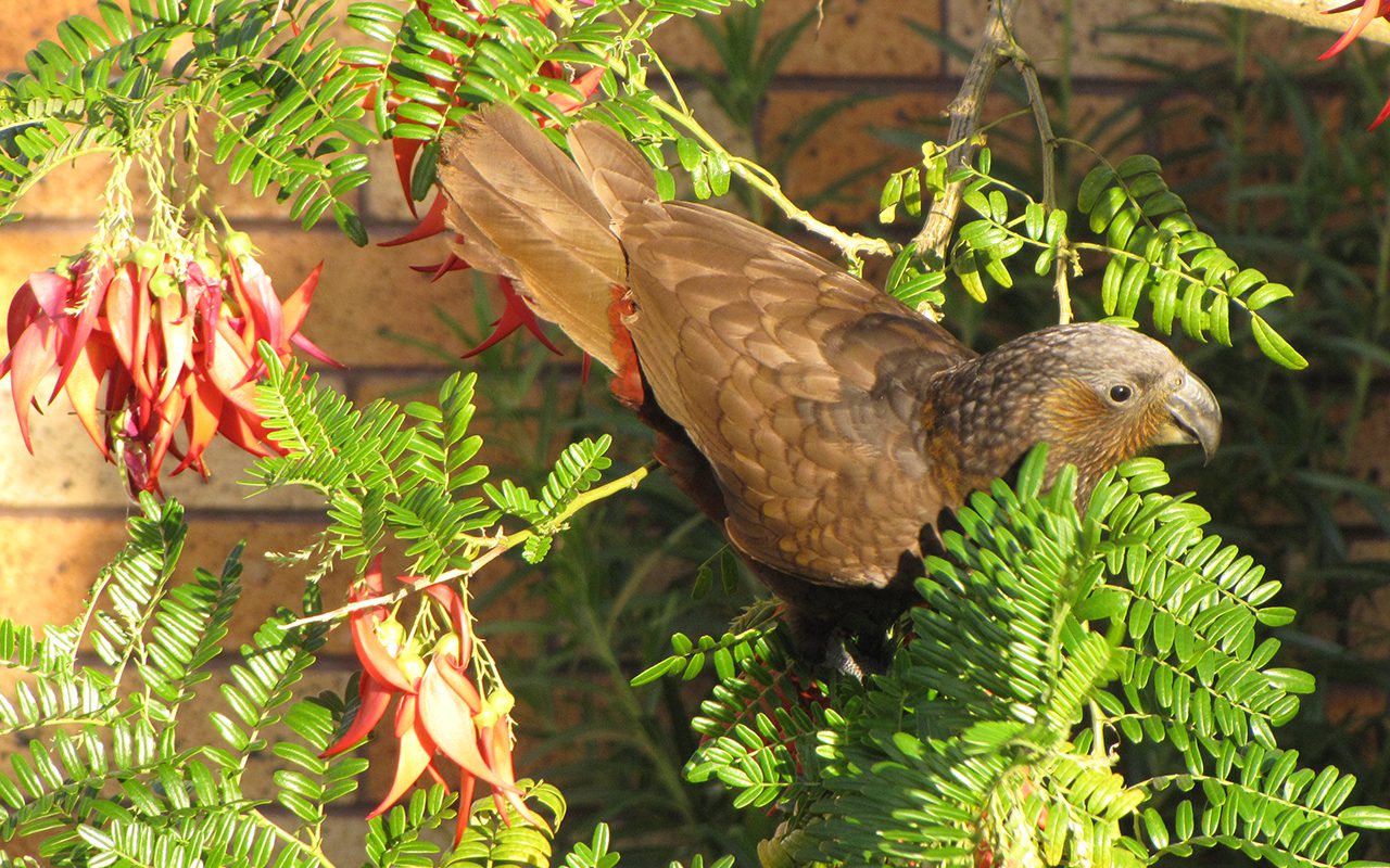 Environment - Kaka’s beak on kakabeak - Local Matters