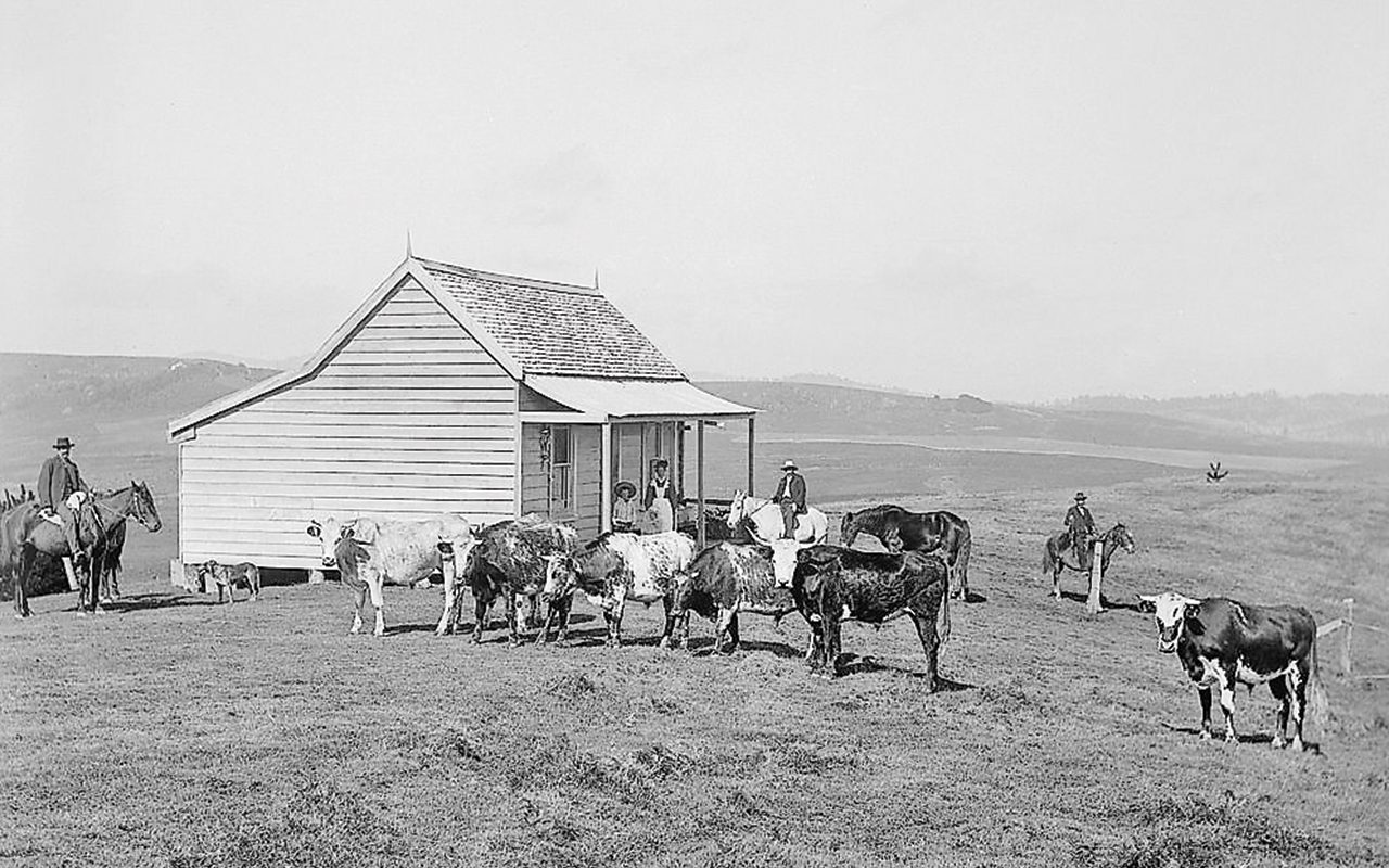 History - A tale of three cattle - Local Matters