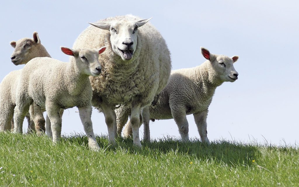 Mayor hit by sheep rustling - Local Matters