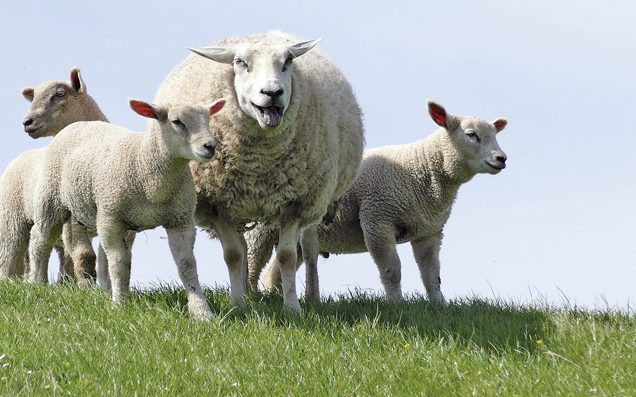 Mayor hit by sheep rustling - Local Matters