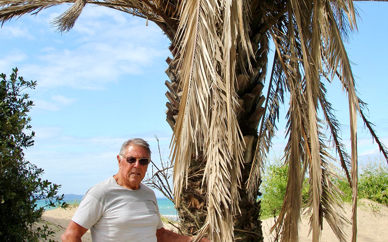 Poisoned palms pose risk of injury - Local Matters