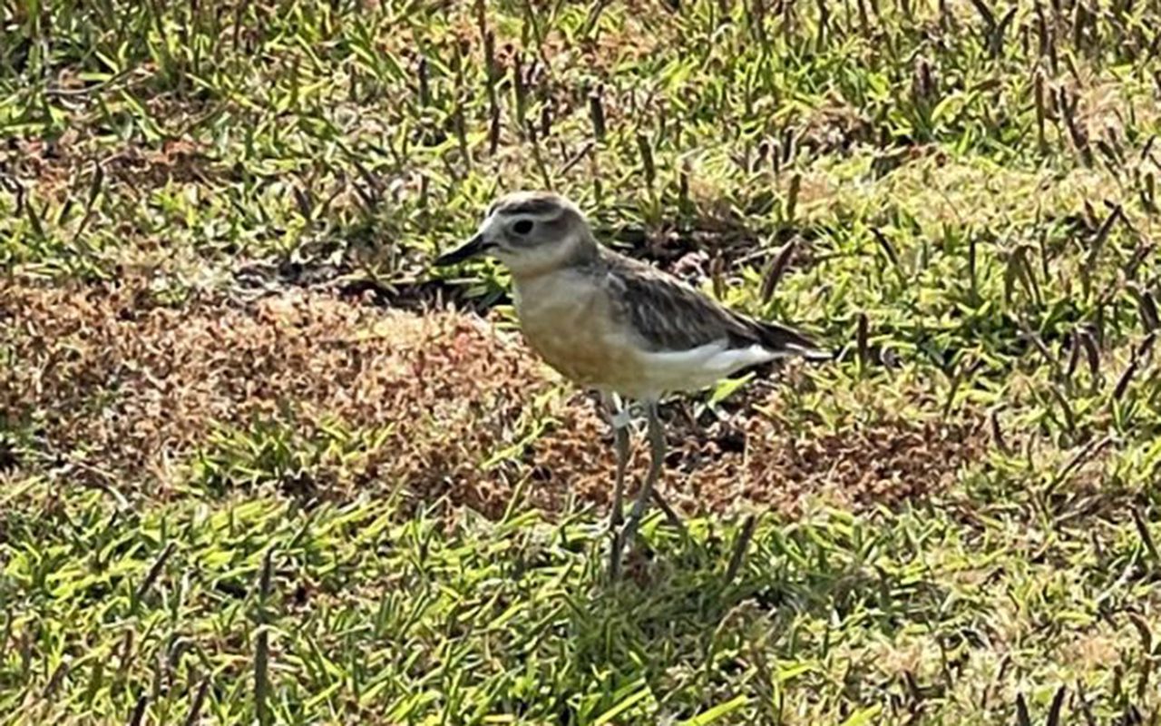 Dotterels on my lawn – neighbours now rare bird caregivers - Local Matters