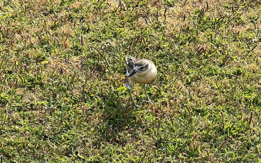 Dotterels on my lawn – neighbours now rare bird caregivers - Local Matters