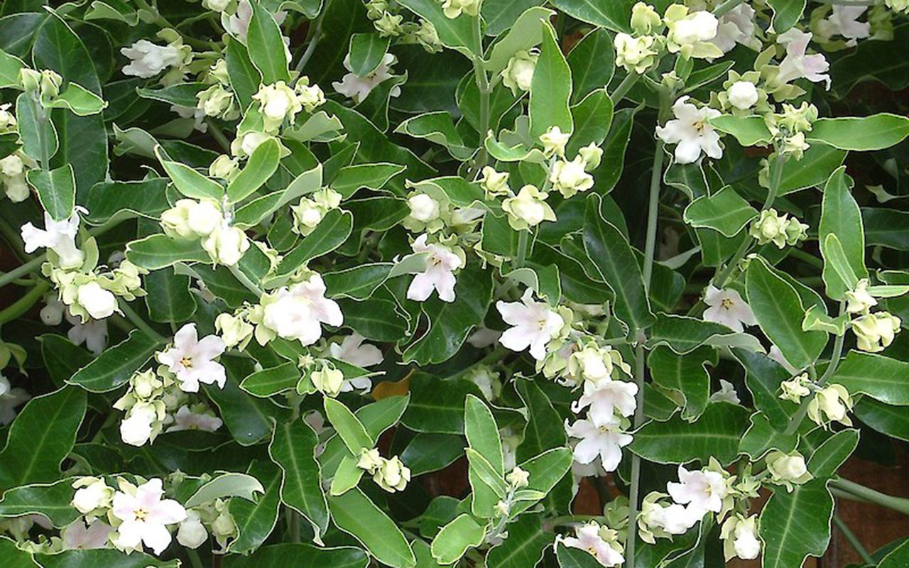 Moth plant flowers the target this summer - Local Matters