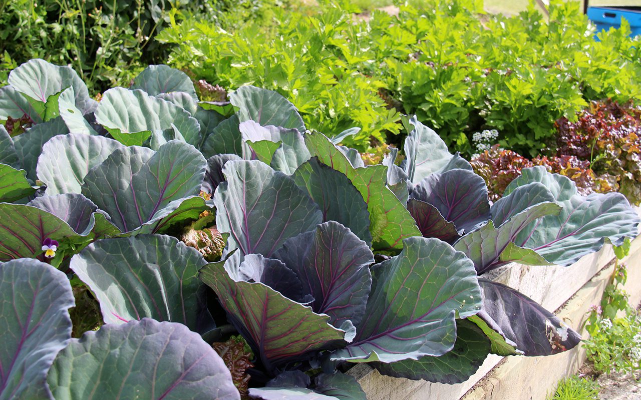 Homeowner welcomes community garden - Local Matters