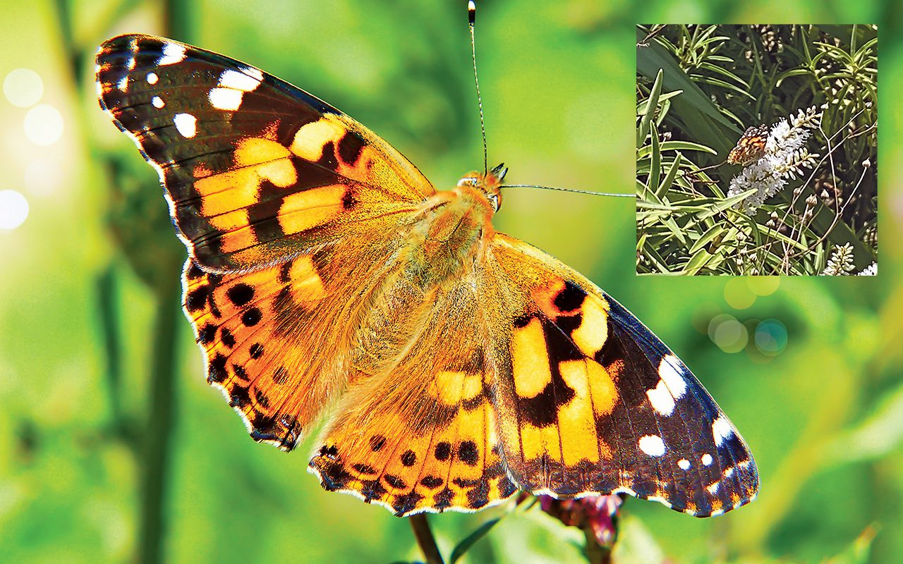 Butterfly hunt - Local Matters
