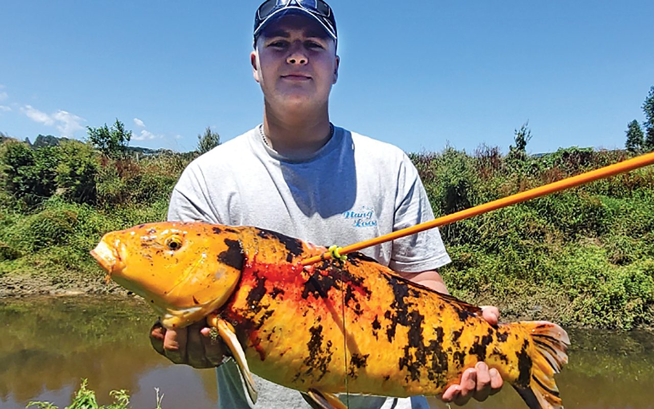 Country Living - Hunting down koi - Local Matters