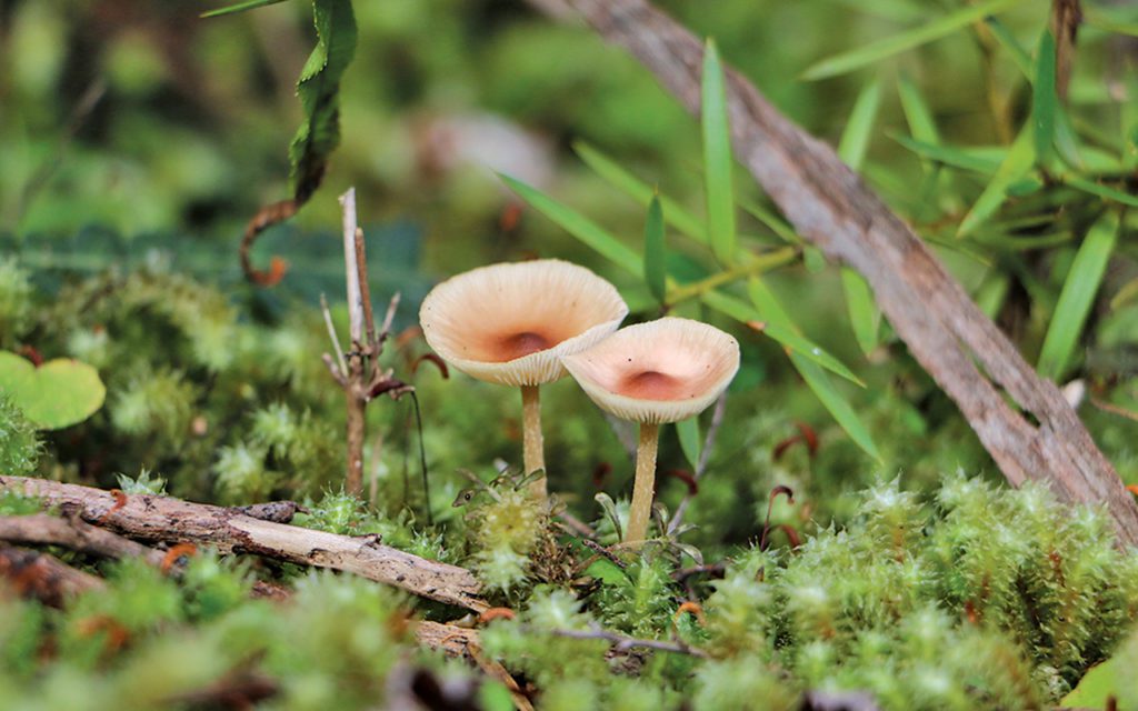 TOSSI - Two decades are just the beginning - Local Matters