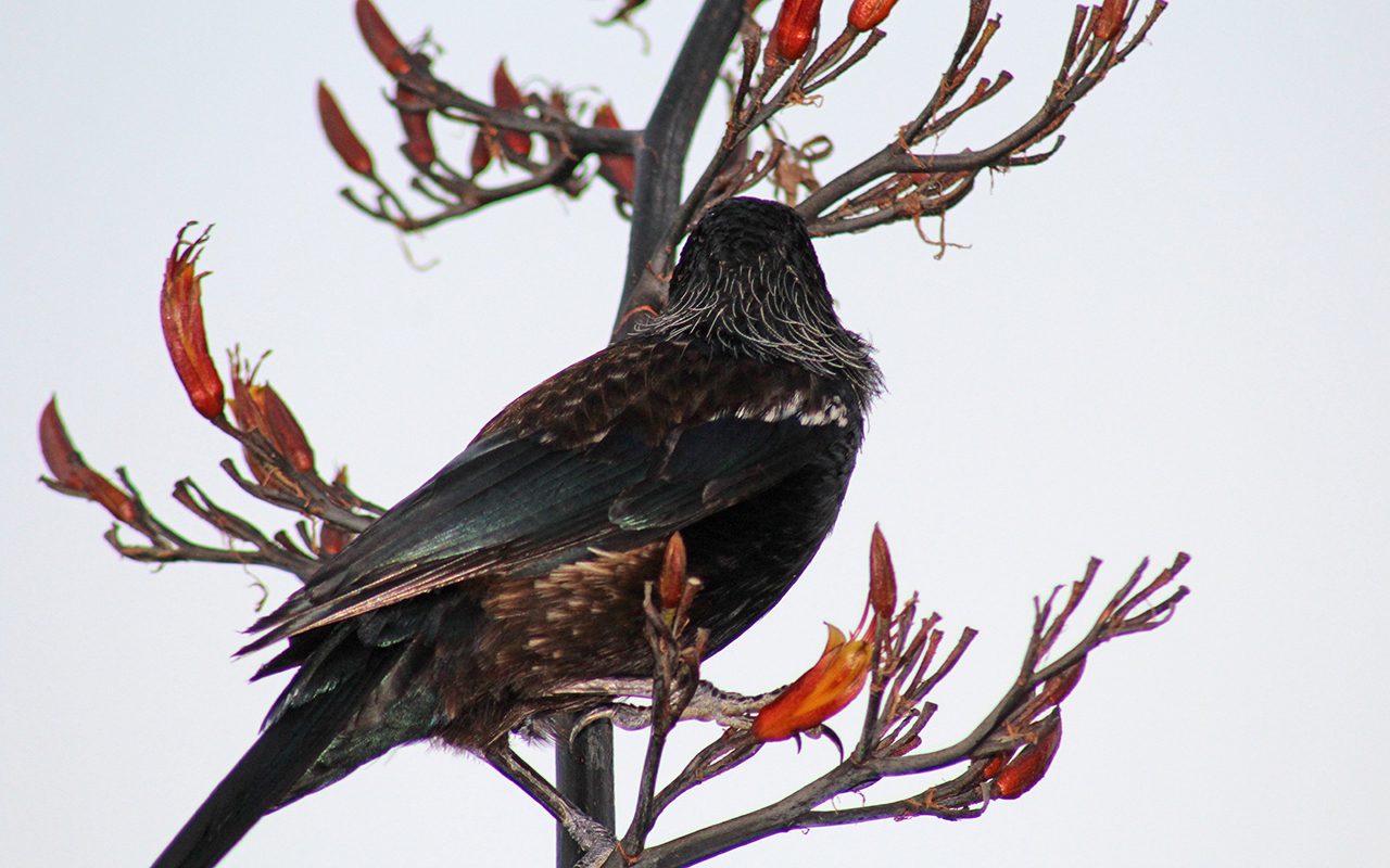 Bird count calls for citizen scientists - Local Matters