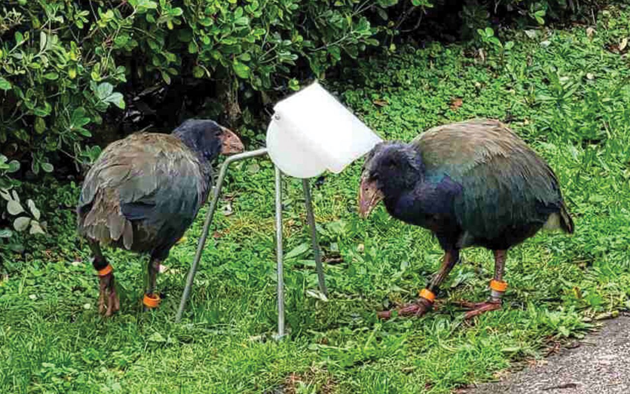 Ngāti Manuhiri - Takahē translocation - Local Matters