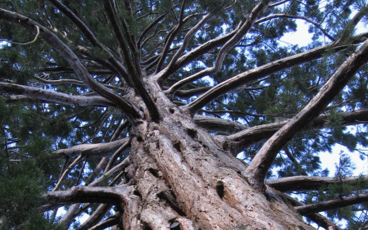 One step forward, two back for tree rules - Local Matters