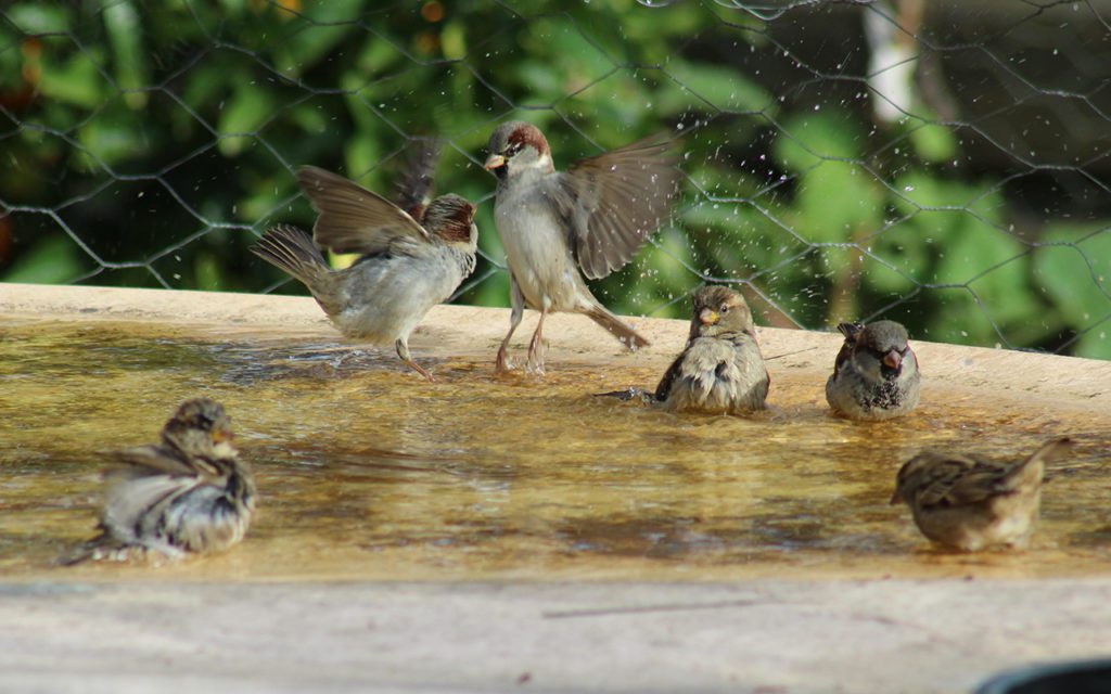Sparrows still rulers of the roost - Local Matters