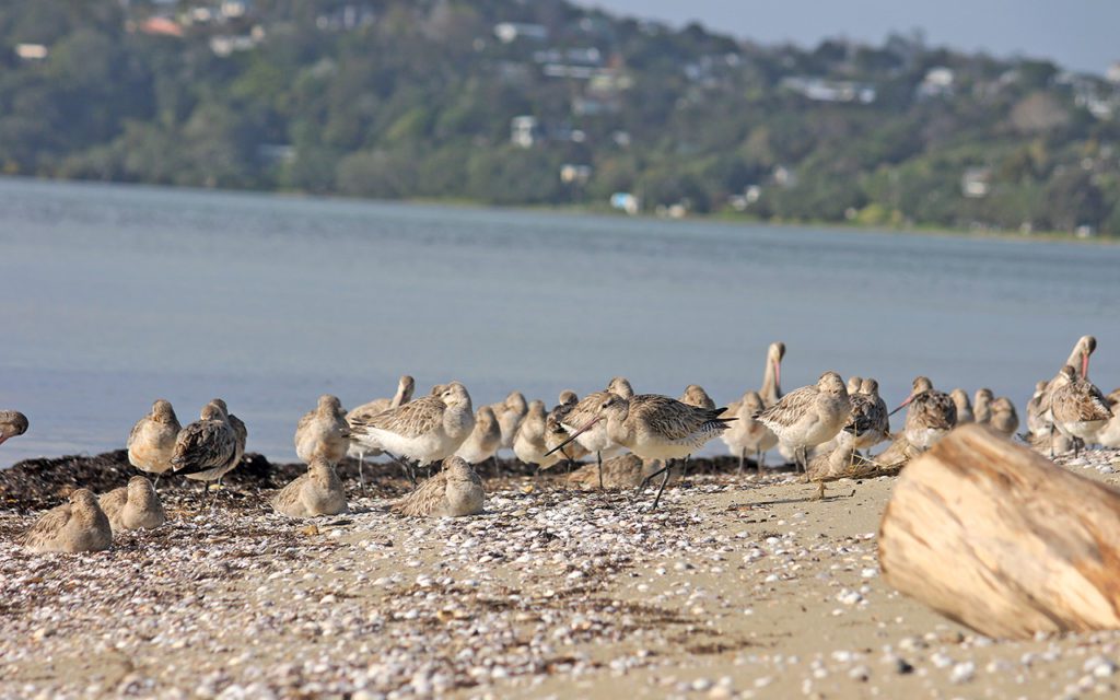 Celebrate the return of kuaka - Local Matters