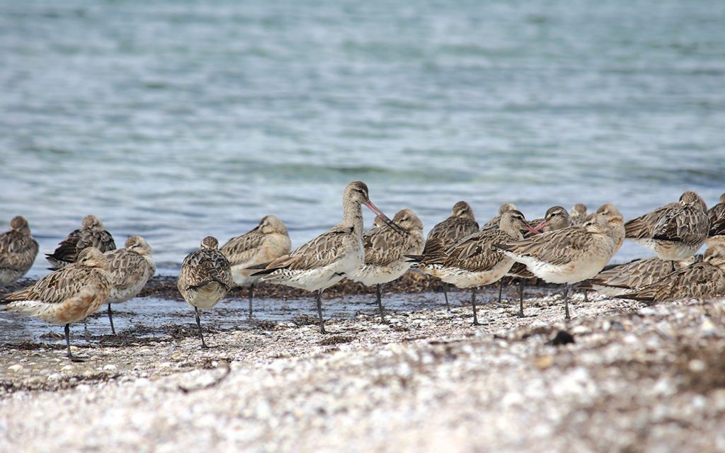 Celebrate the return of kuaka - Local Matters