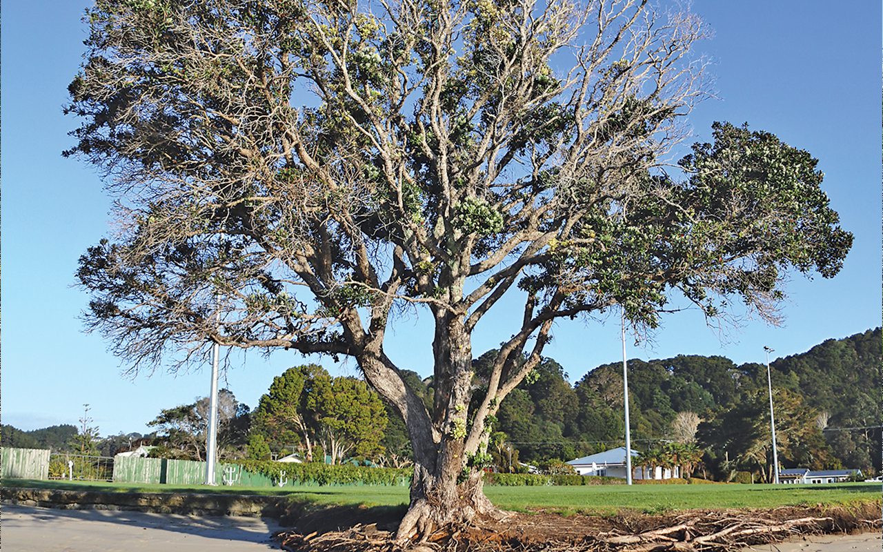 Whangateau Domain to retain open space - Local Matters