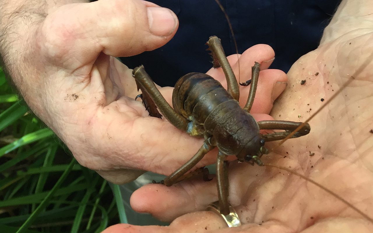 Giant step for giants of the insect world - Local Matters