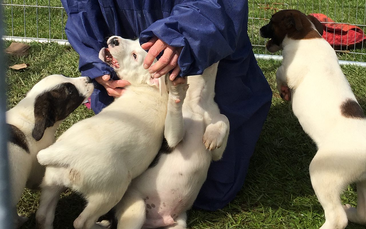 Saviours needed for Saving Hope - Local Matters