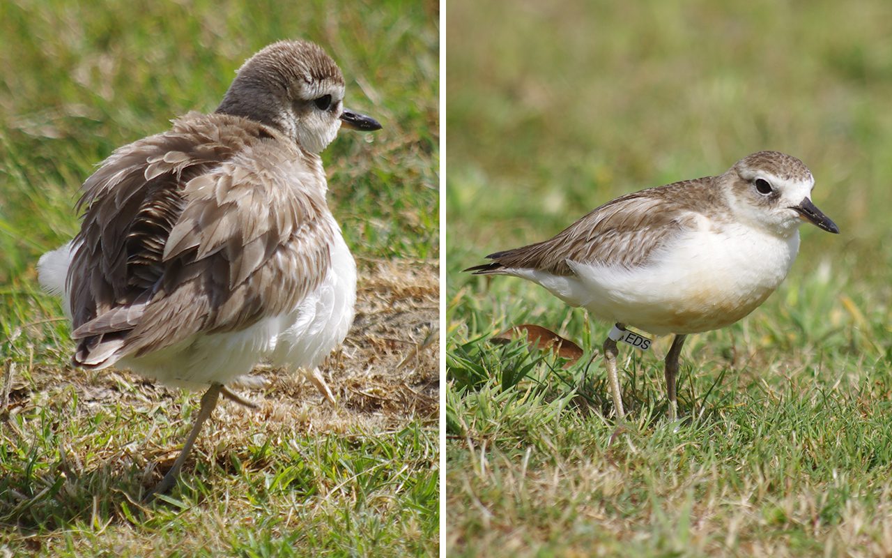 Big effort for tiny birds on Manly Beach - Local Matters