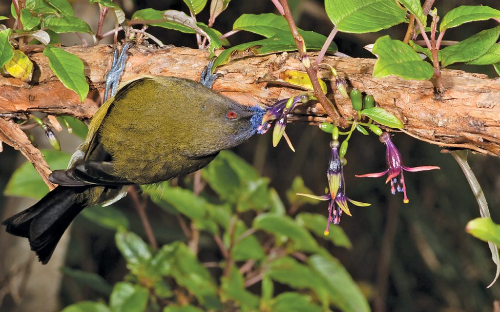 The Forest Bridge Trust - Return of the bellbird/Korimako - Local Matters