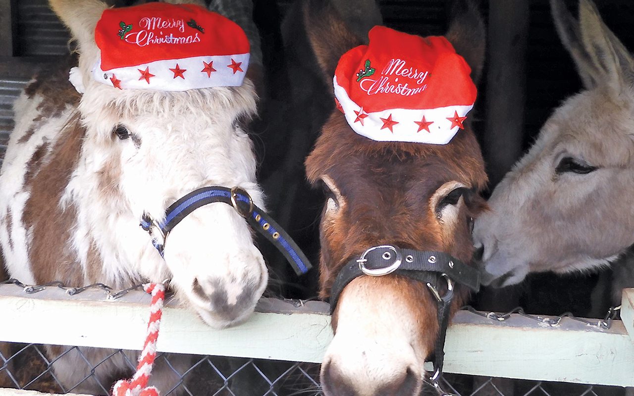 Donkey Christmas celebration - Local Matters