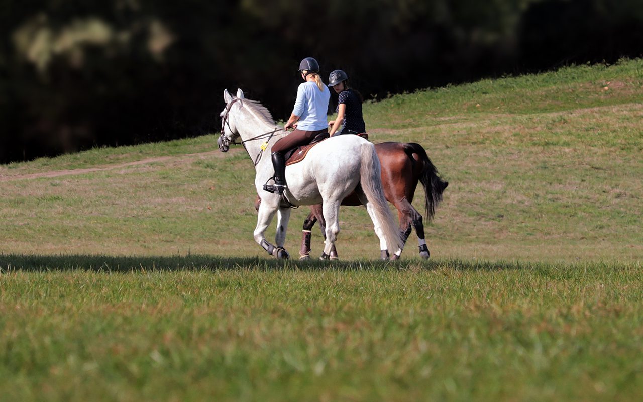 Impassioned plea for pony plots - Local Matters